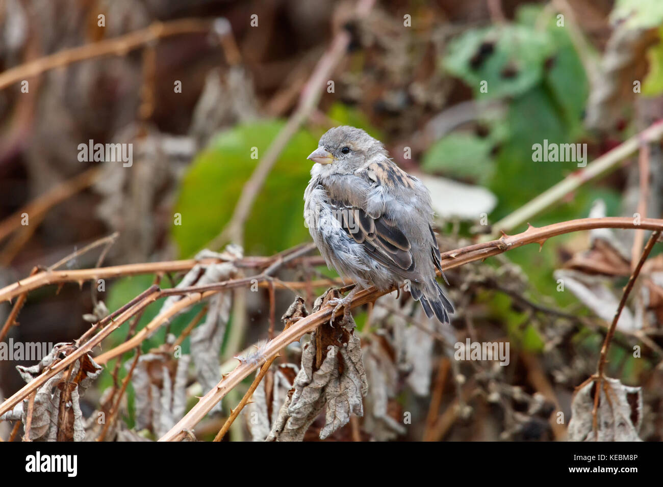 house sparrow bird at Richmond BC Canada 2017 Oct Stock Photo - Alamy