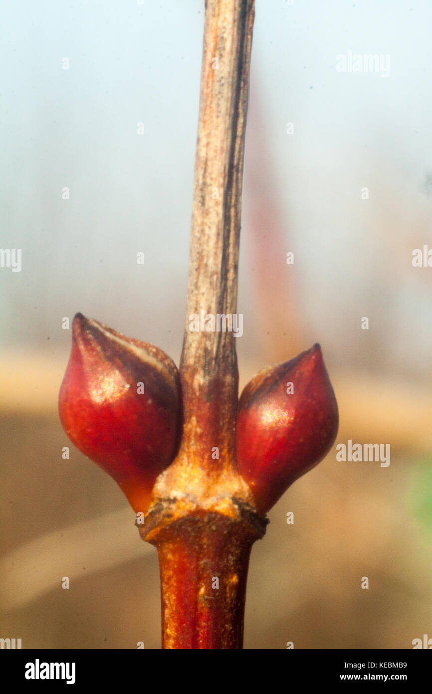 tree buds come alive and swollen tree Stock Photo - Alamy
