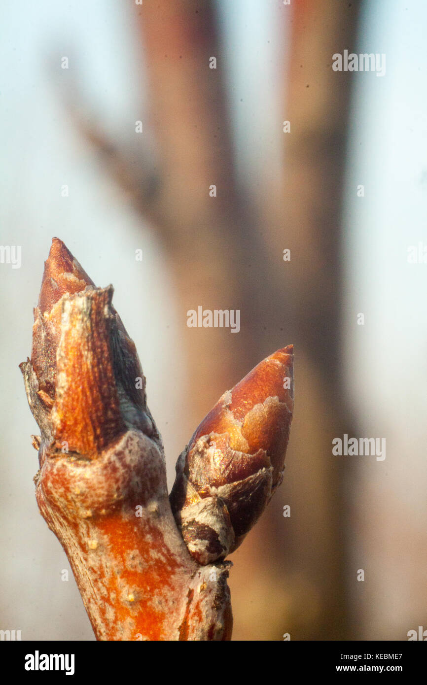 tree buds come alive and swollen tree Stock Photo - Alamy