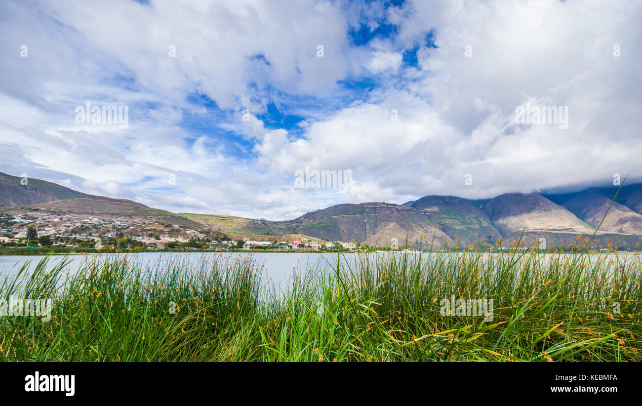Beautiful view of some typical plants in the beautiful lake in ...