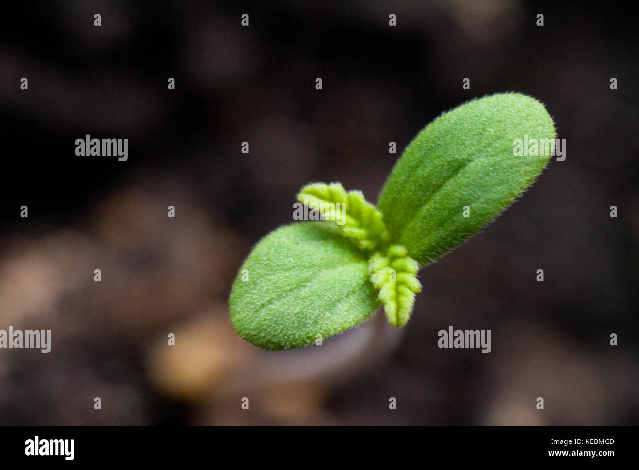 Drug planting hi-res stock photography and images - Alamy