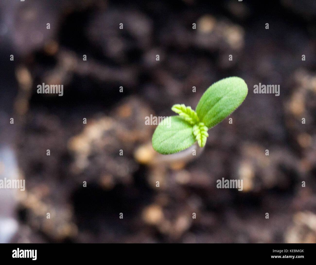 Small green sprout marijuana medicinal Stock Photo - Alamy