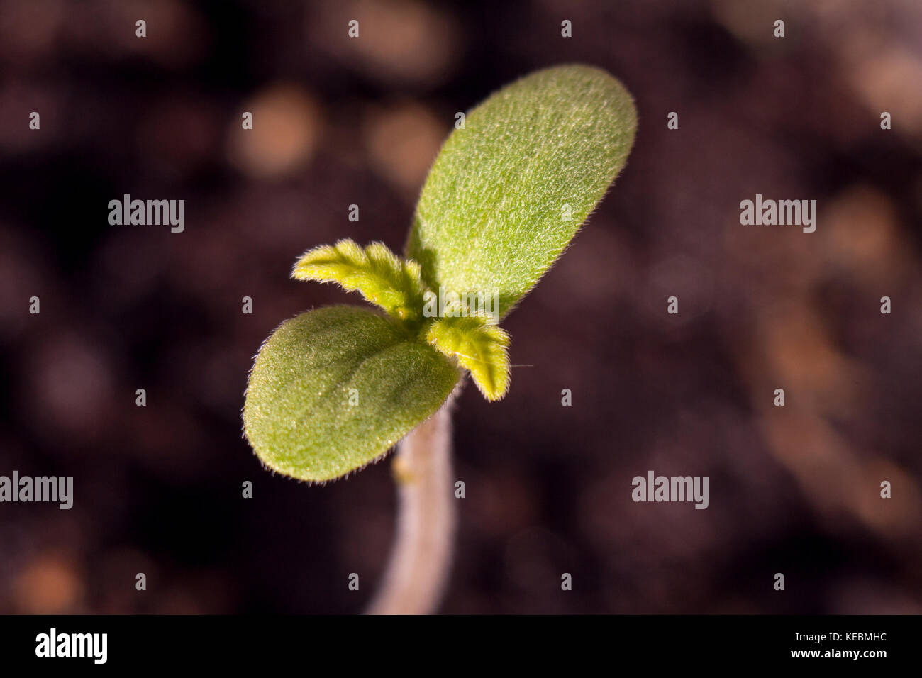Marijuana sprout hi-res stock photography and images - Alamy