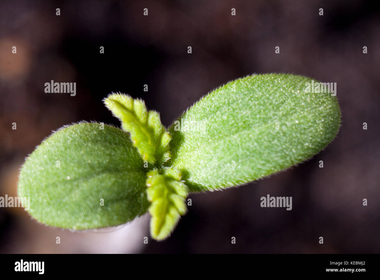 Small green sprout marijuana medicinal Stock Photo - Alamy