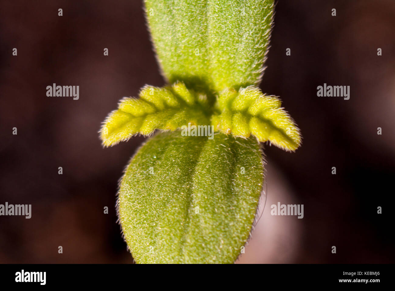 Small green sprout marijuana medicinal Stock Photo - Alamy