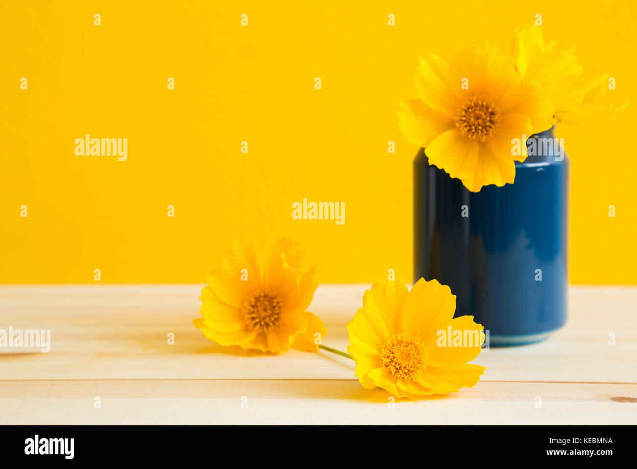 yellow common cosmos with vintage empty can on wooden table Stock Photo ...