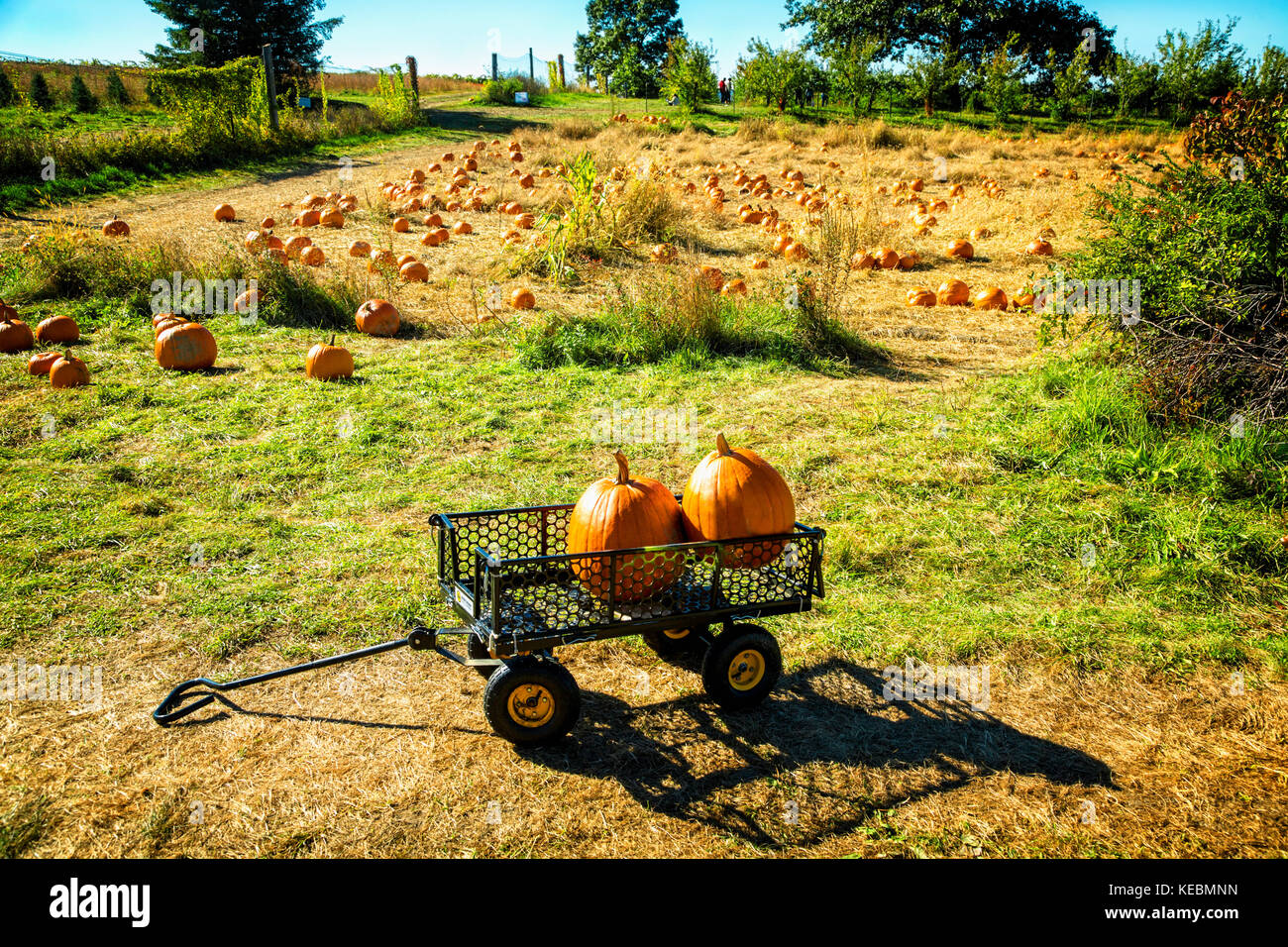 Two large pumpkins hi-res stock photography and images - Alamy