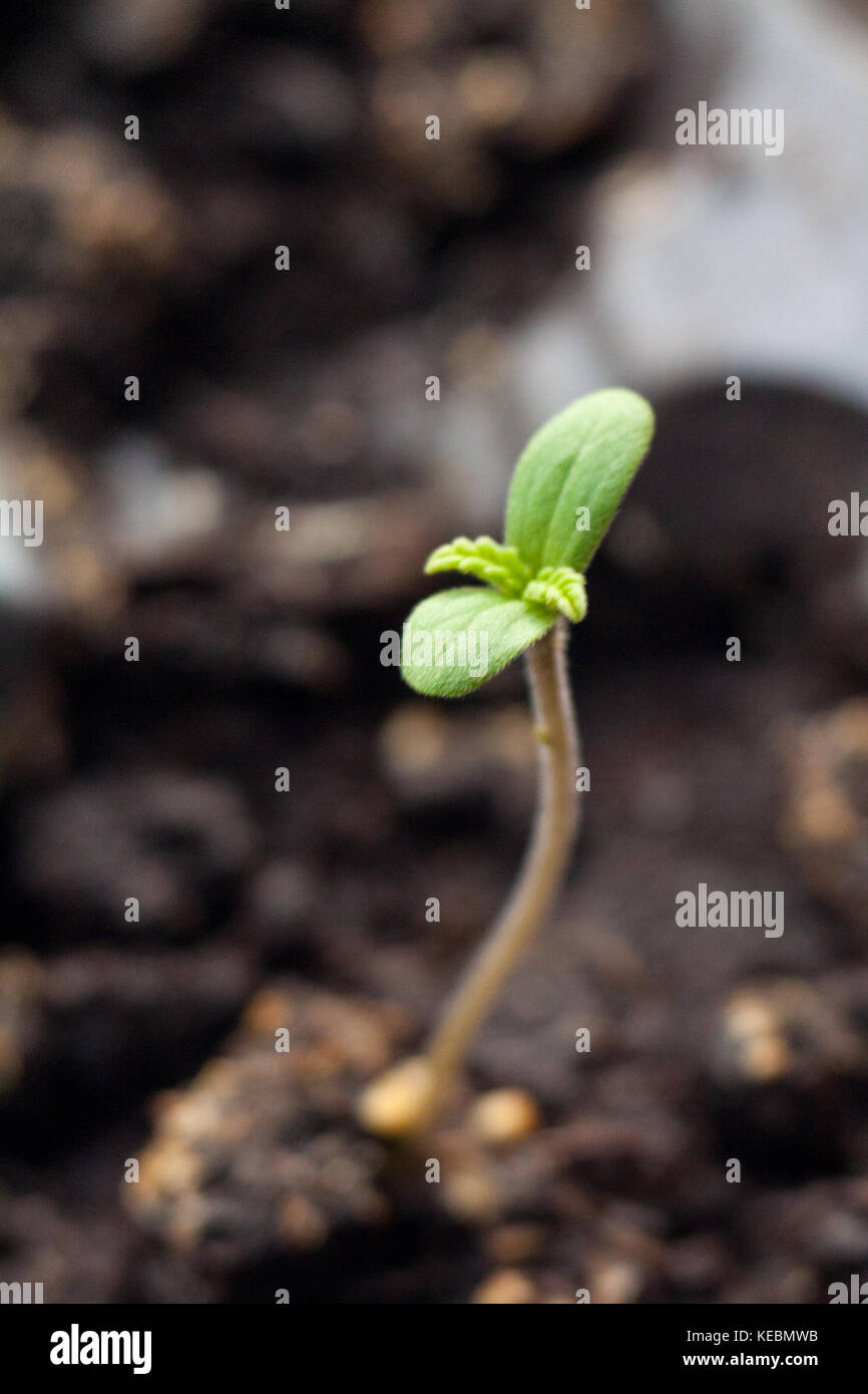 Cannabis sprout hi-res stock photography and images - Alamy