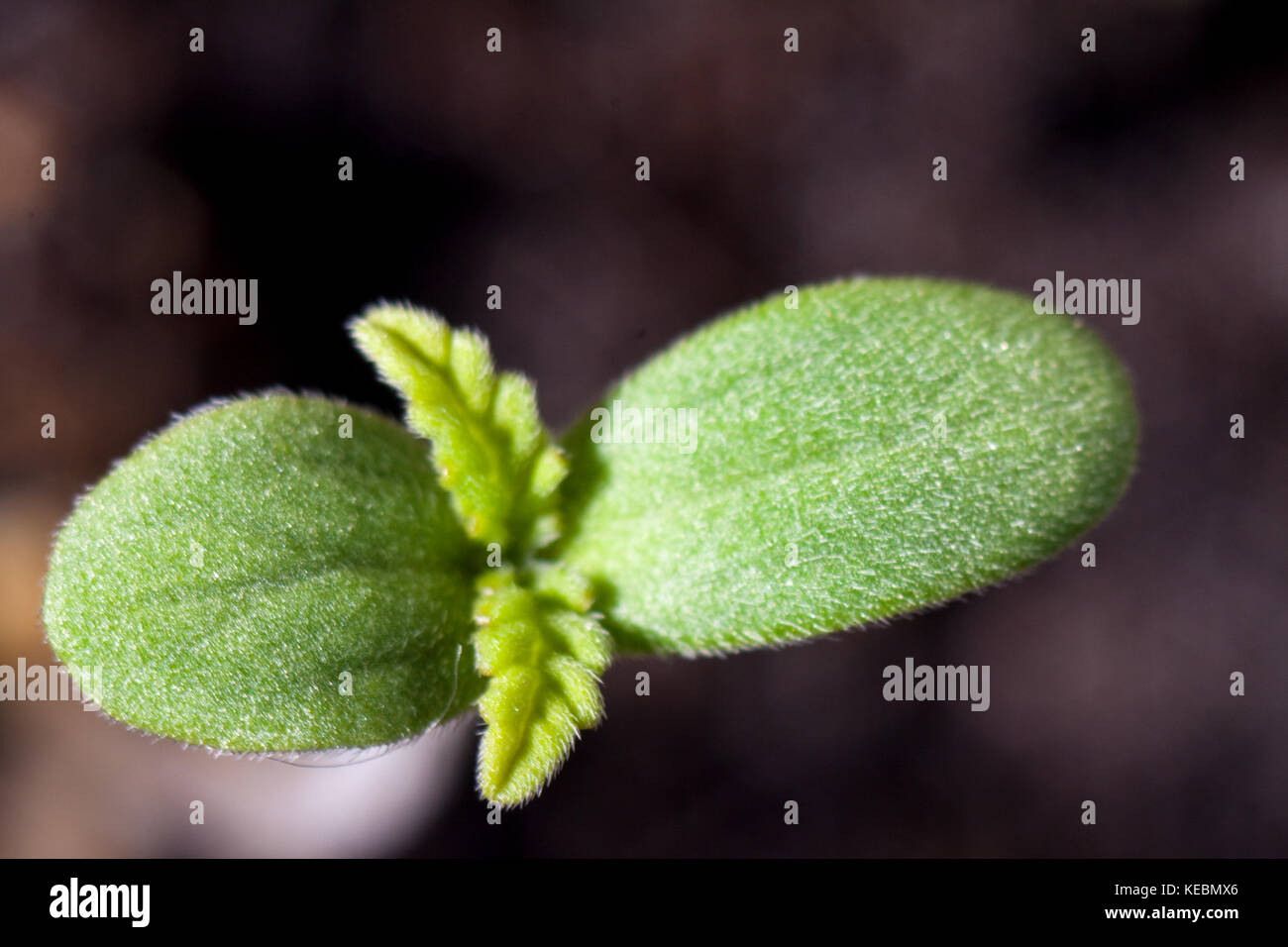 Small green sprout marijuana medicinal Stock Photo - Alamy