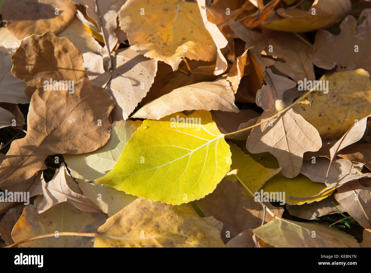 Stand out colours hi-res stock photography and images - Alamy