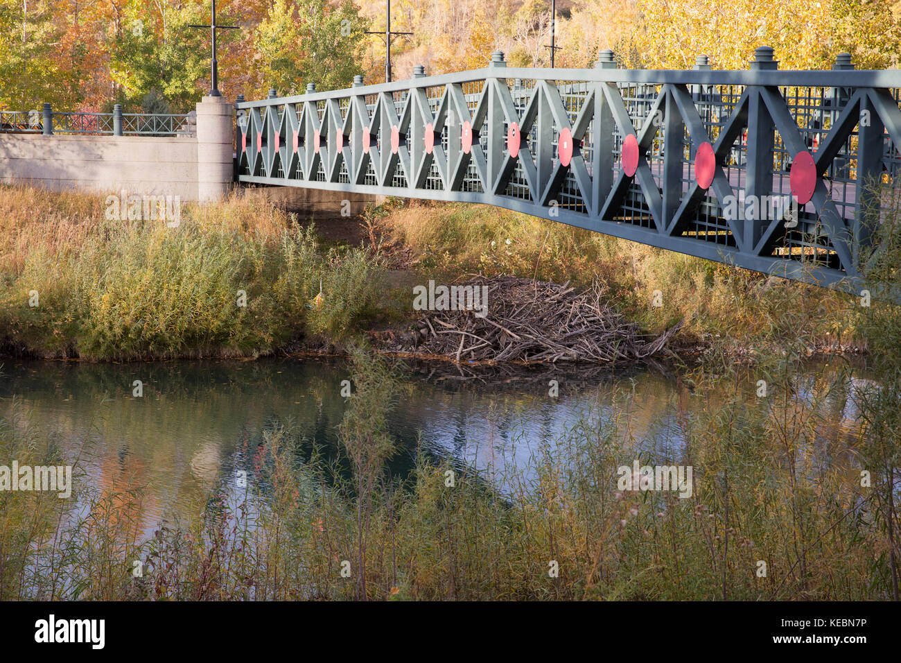 Beaver lodge underneath pedestrian bridge in Prince's Island park Stock ...