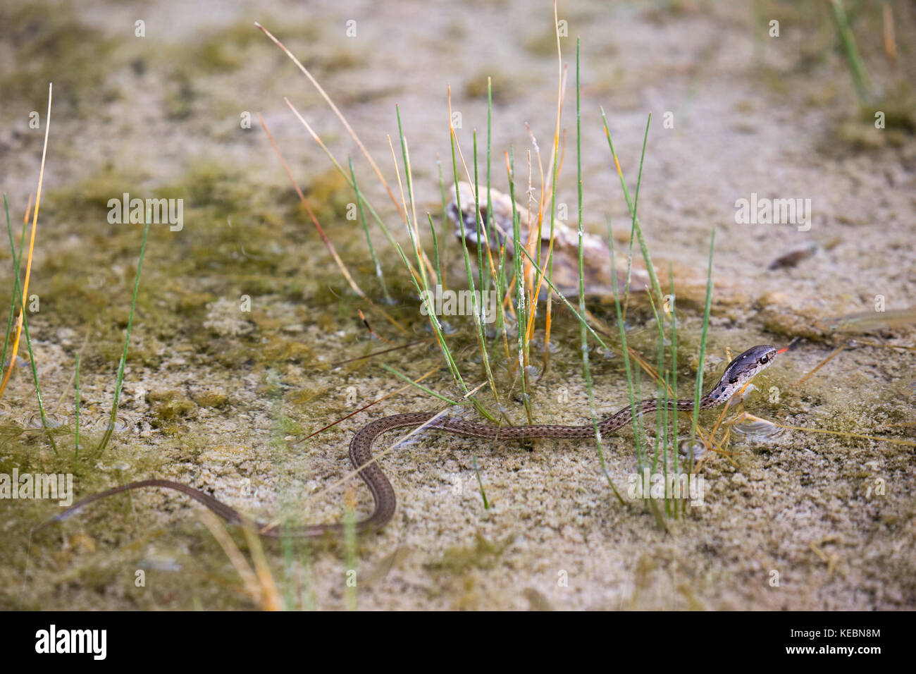 Western Terrestrial Garter Snake (Thamnophis elegans) swimming in a ...