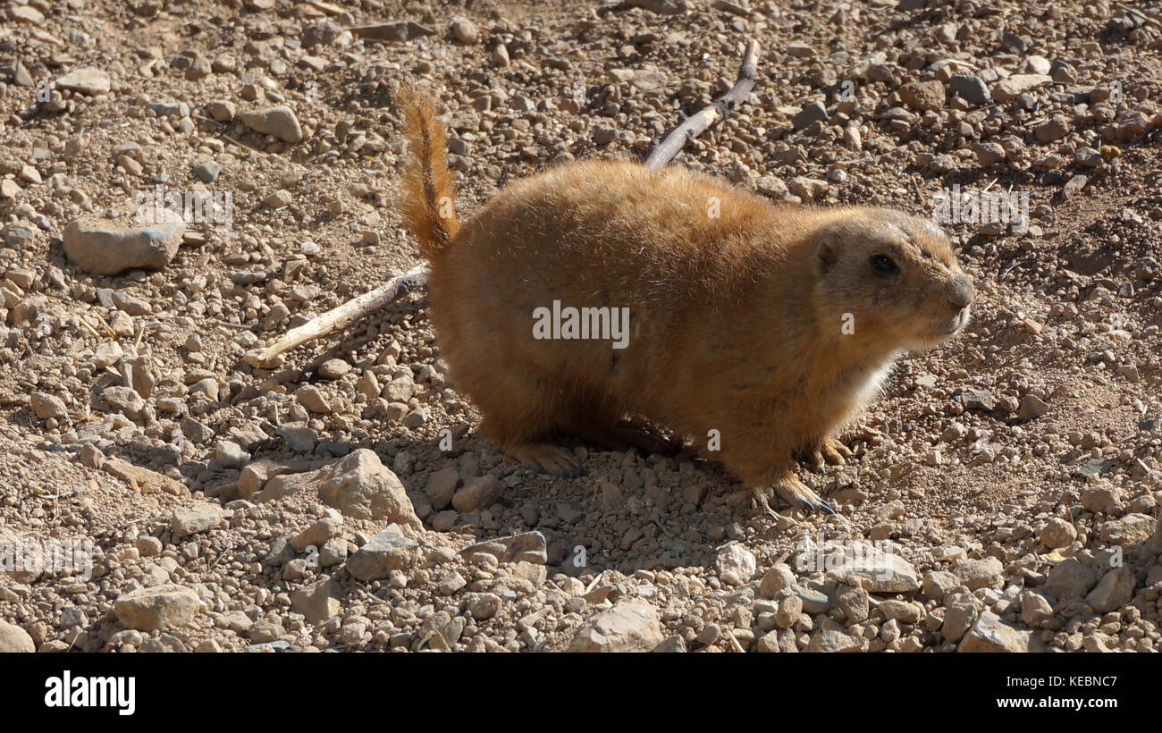 Prairie dog isolated hi-res stock photography and images - Alamy