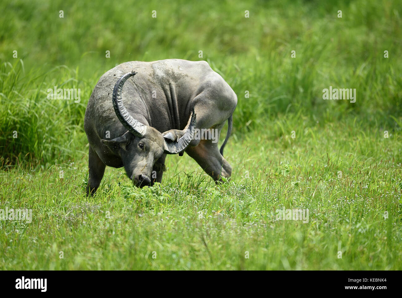 Asiatic water buffalo of india hi-res stock photography and images - Alamy