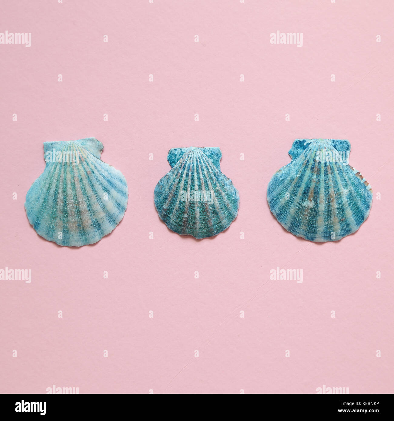 Blue color seashell on pink background Stock Photo - Alamy
