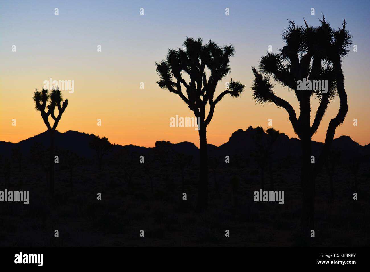 Joshua Trees sunset Stock Photo - Alamy