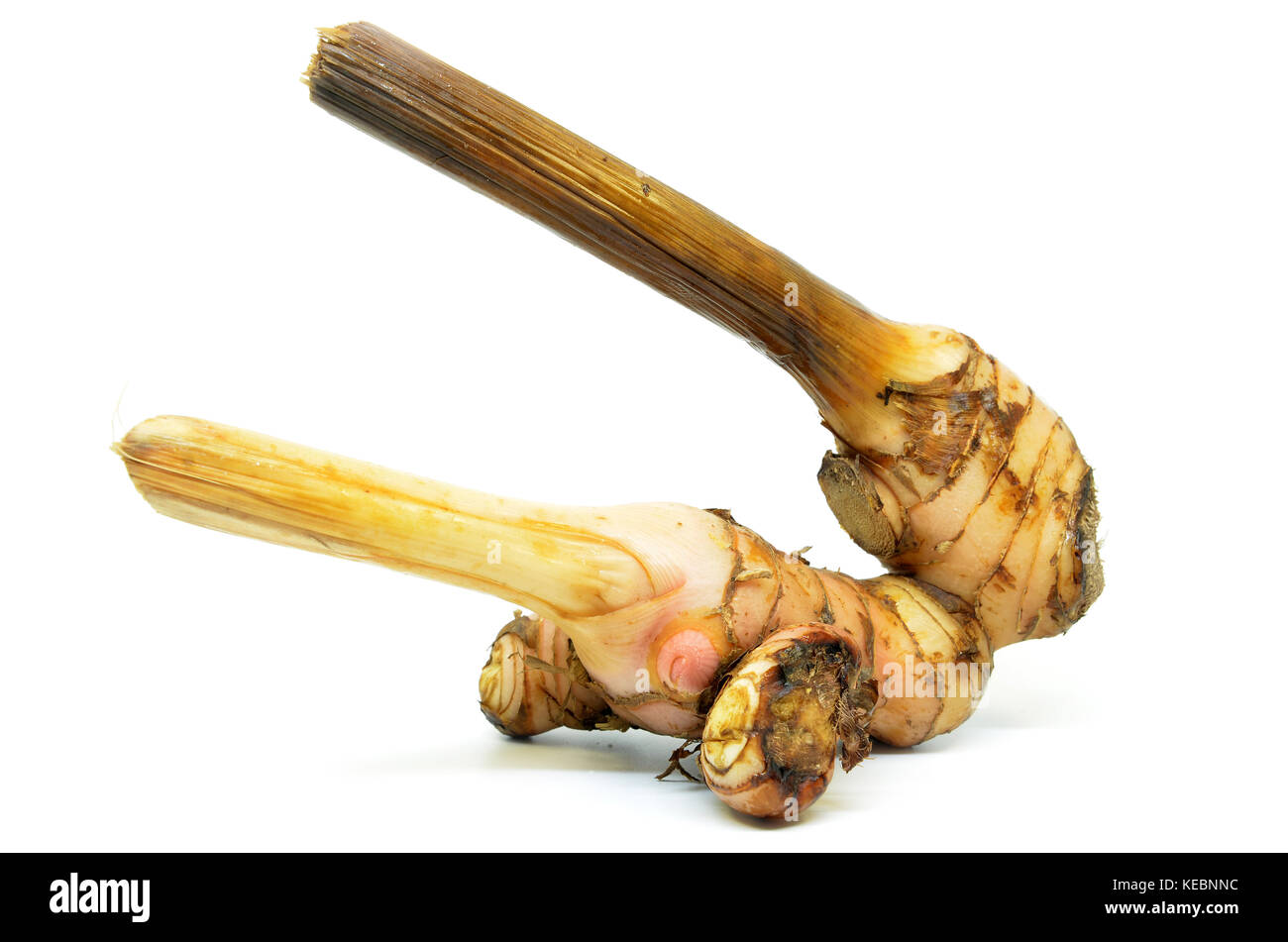 Fresh galangal root isolated on white background Stock Photo - Alamy