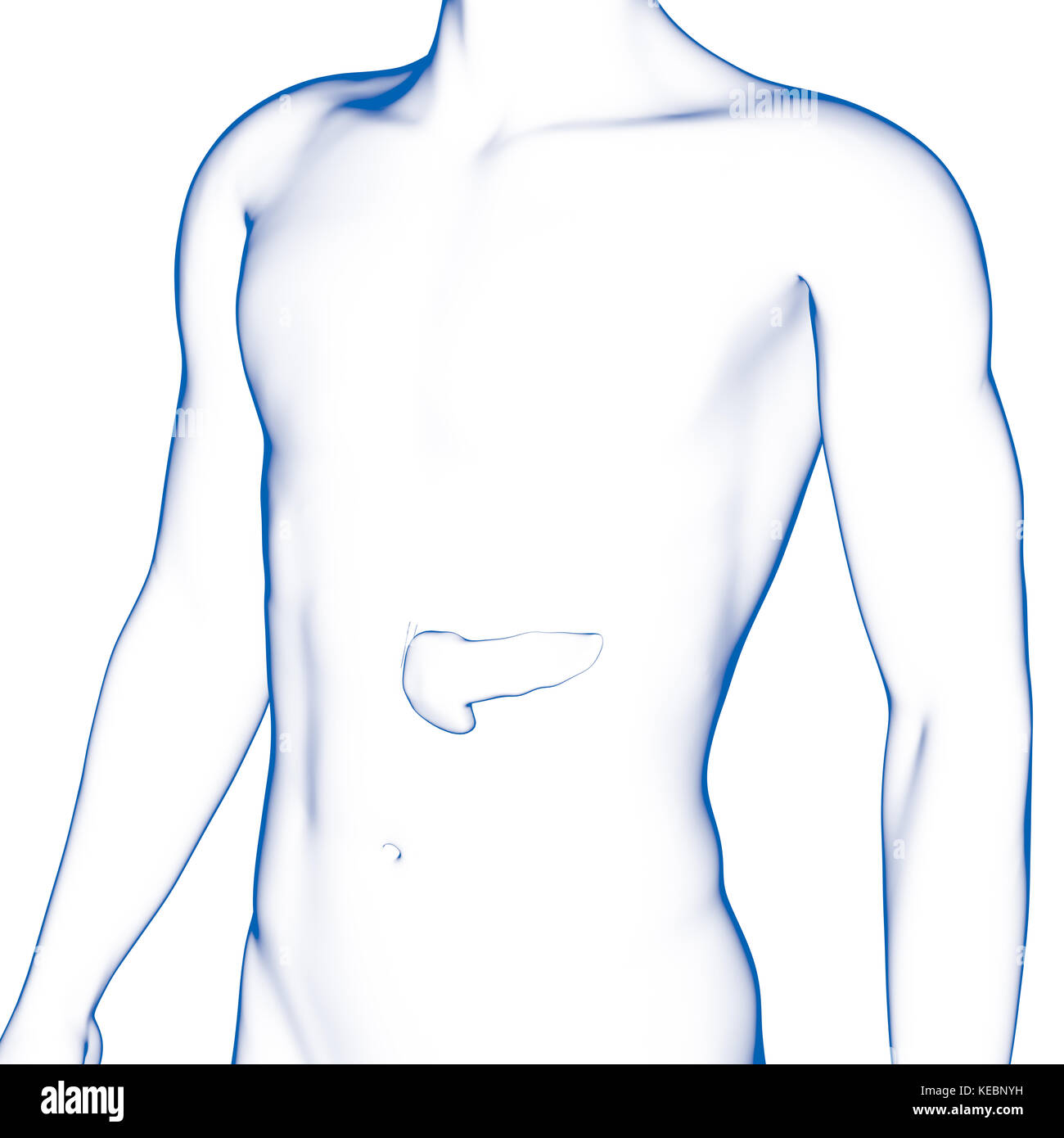 Pancreas anatomy hi-res stock photography and images - Alamy