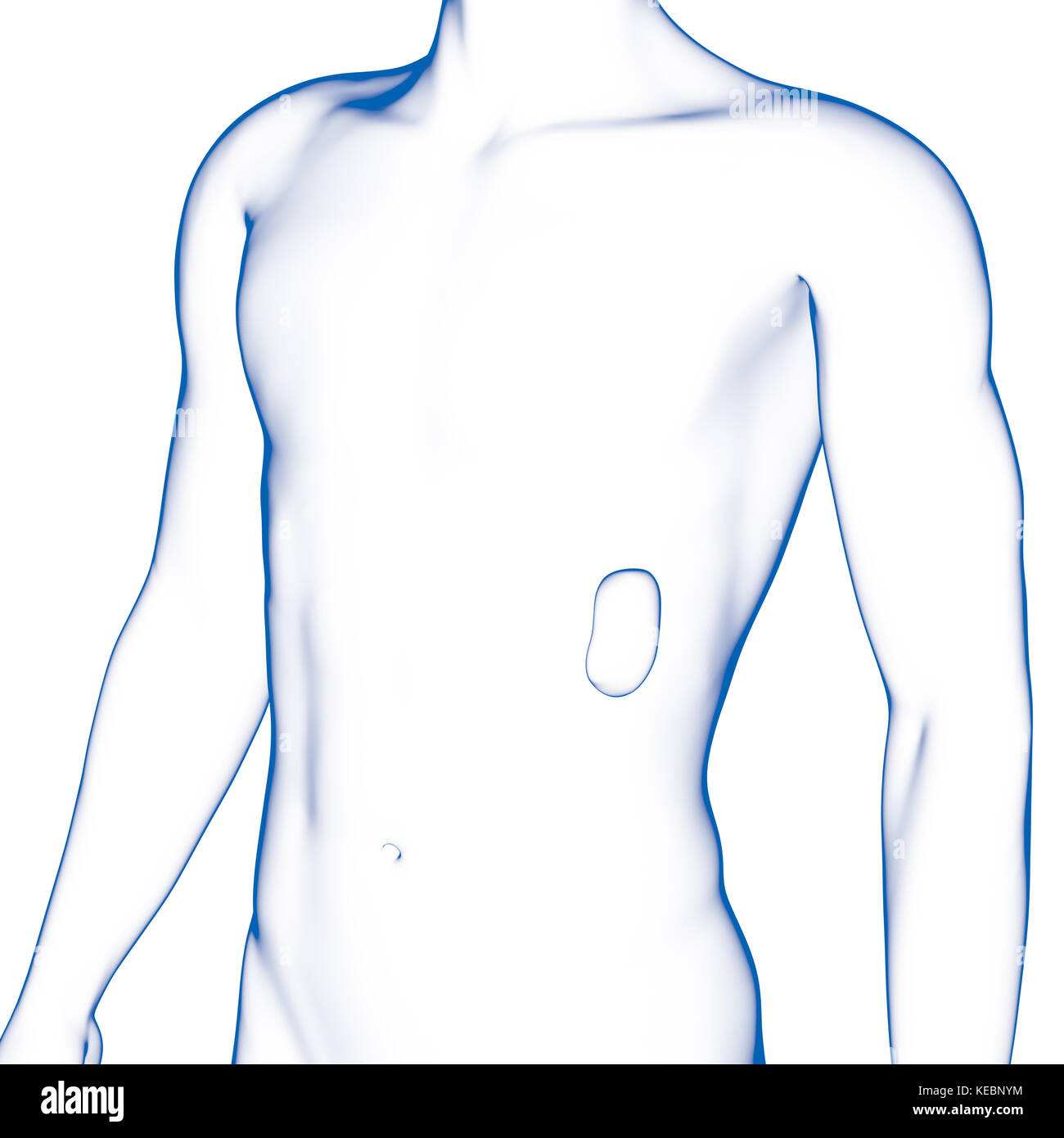 Spleen, Internal Organ, Human Body Stock Photo - Alamy