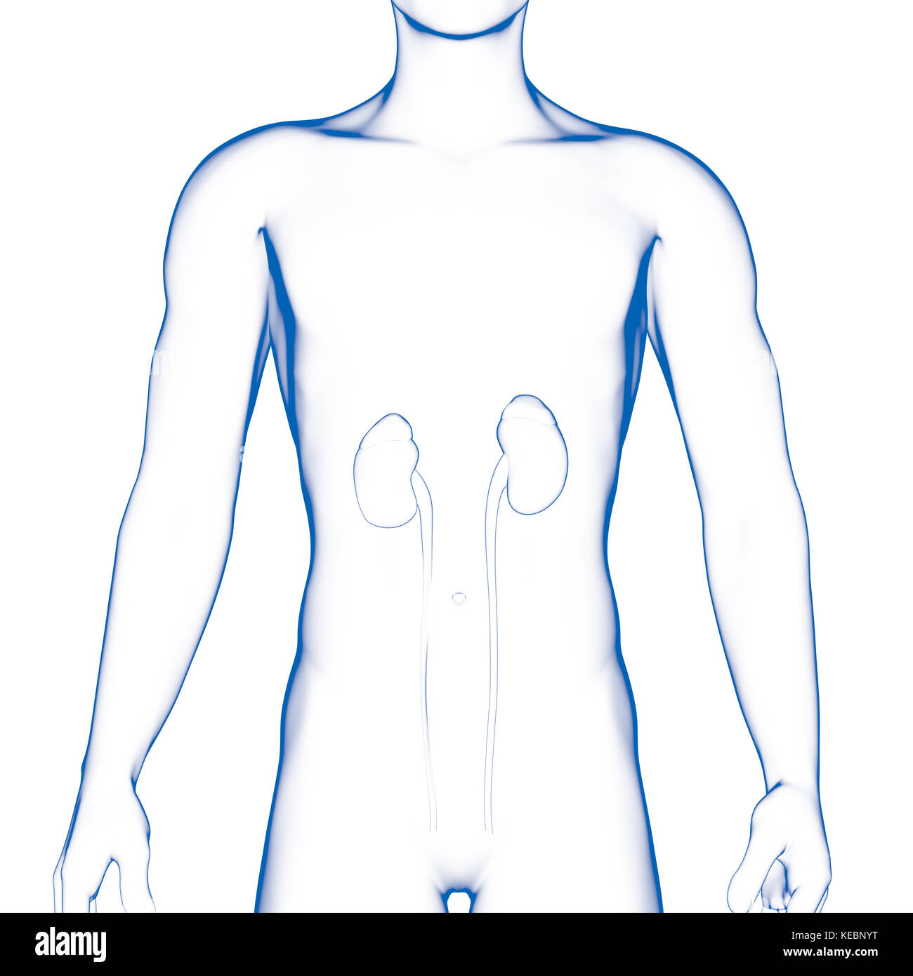 Male kidney anatomy hi-res stock photography and images - Alamy
