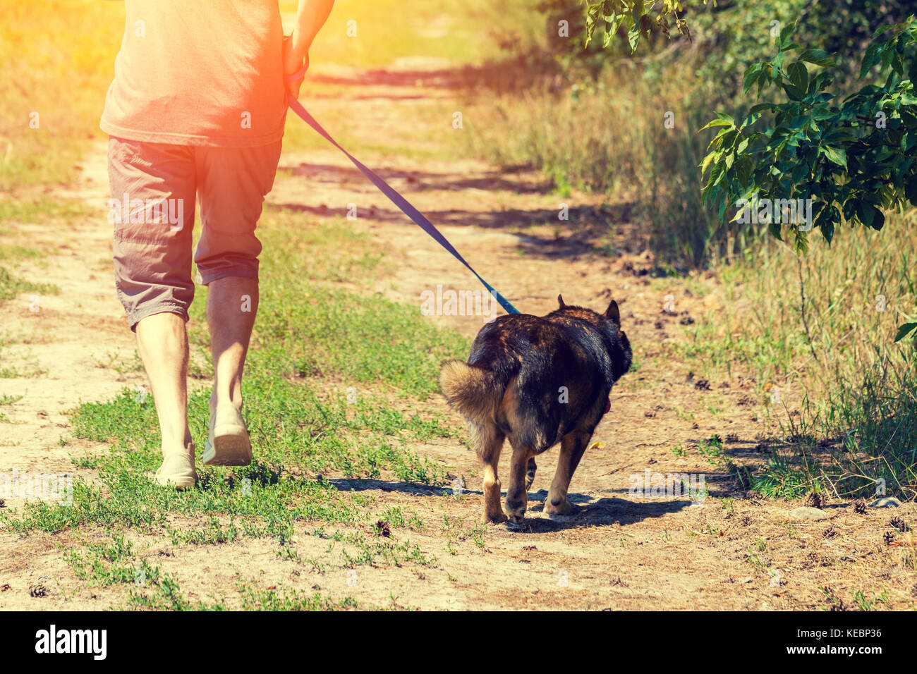 What Is Dog Walk A Person