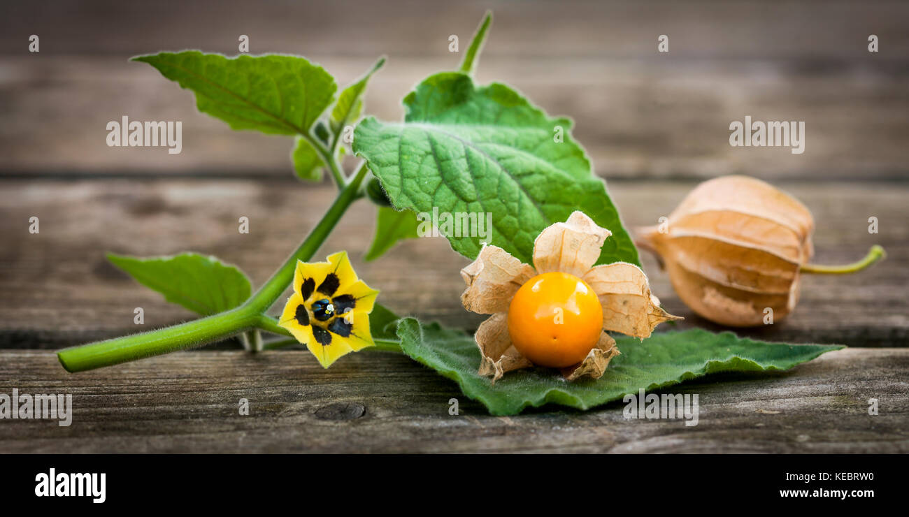 physalis flower and fruit Stock Photo - Alamy