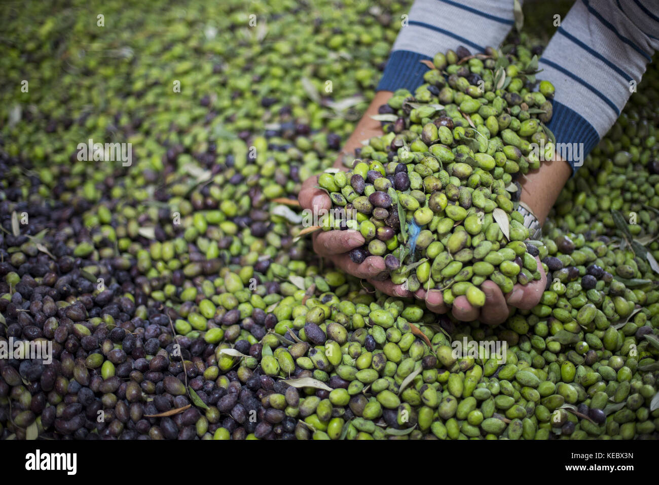 Gaza City, The Gaza Strip, Palestine. 19th Oct, 2017. The olive man who ...