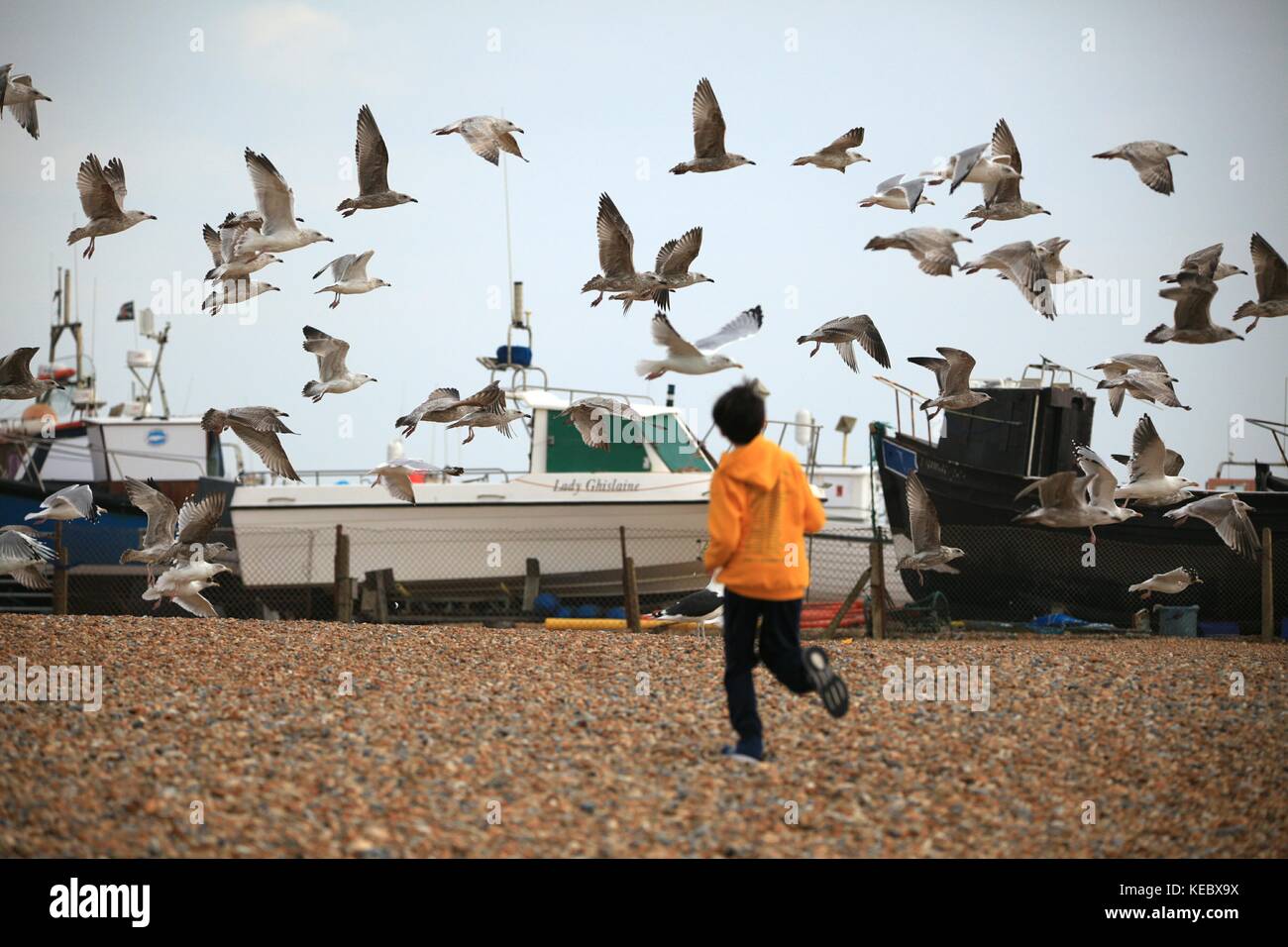 An 11 year old boy chasing seagulls on the beach in winter, hastings ...