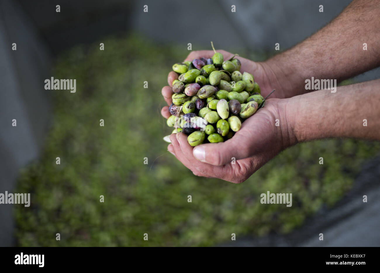 Gaza City, The Gaza Strip, Palestine. 19th Oct, 2017. The olive man who ...