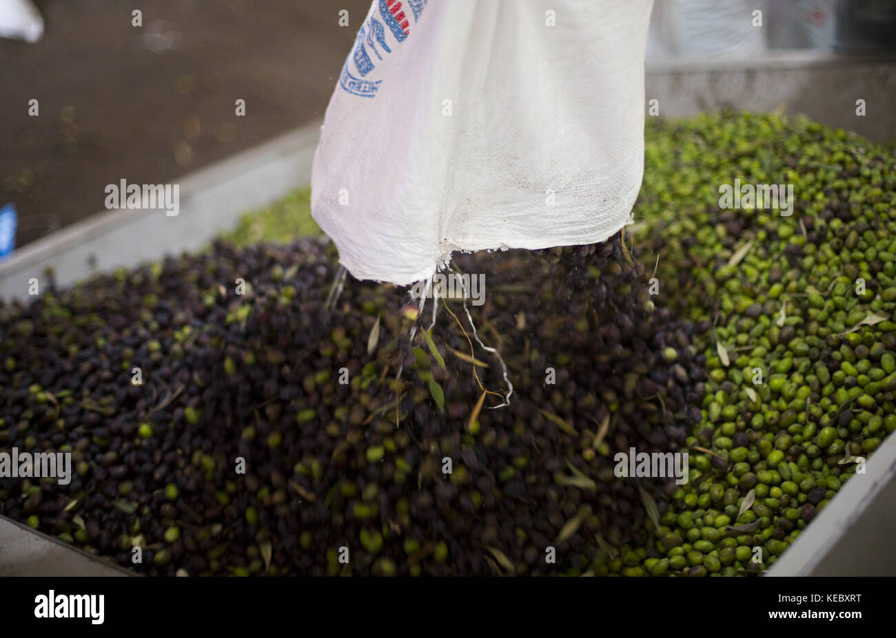 Gaza City, The Gaza Strip, Palestine. 19th Oct, 2017. A Palestinian ...