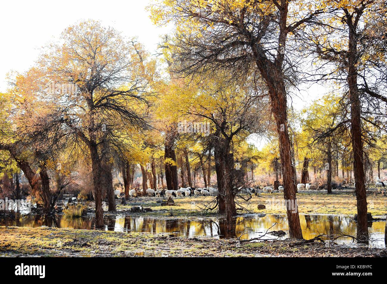 Ejin banner hi-res stock photography and images - Alamy