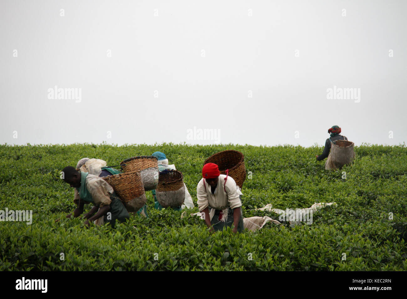 Gisakura, Rwanda. 19th Oct, 2017. People work at a tea plantation in ...