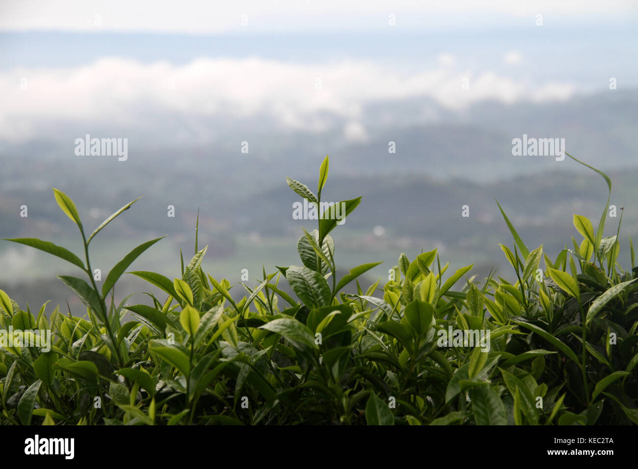 Rwanda development board hi-res stock photography and images - Alamy