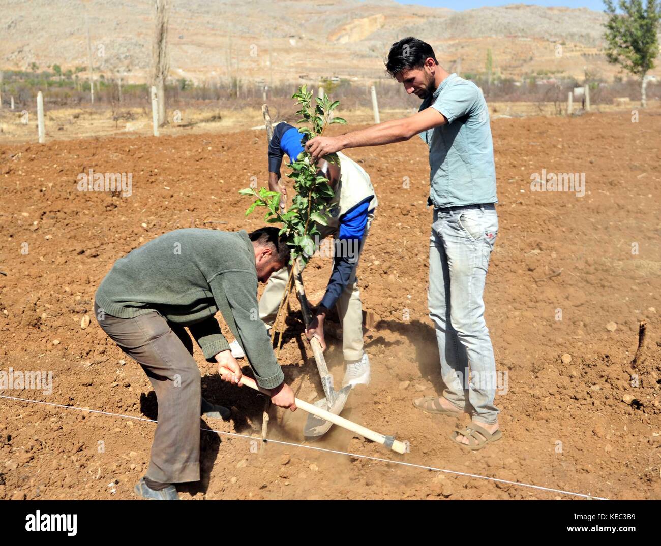 Zabadani, Syria. 19th Oct, 2017. Syrian farmers plant a tree in the ...