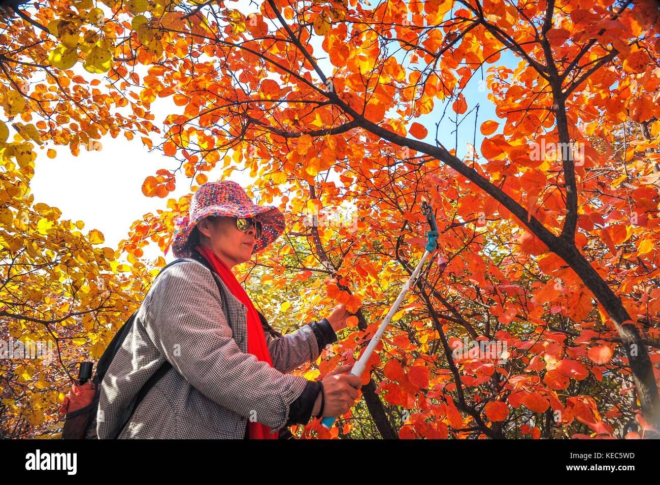 Shijiazhuang. 19th Oct, 2017. A tourist enjoys the autumn scenery of ...