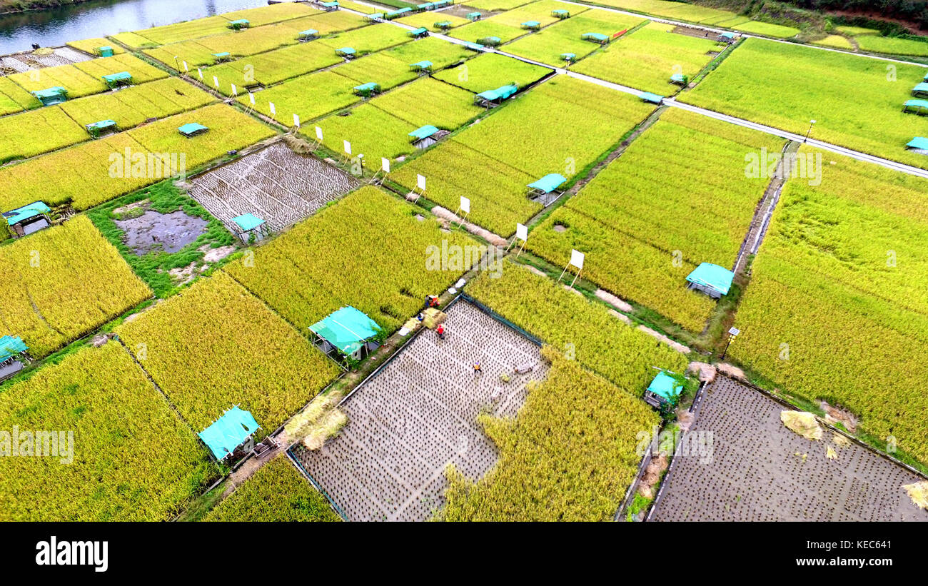 Ratooning hi-res stock photography and images - Alamy