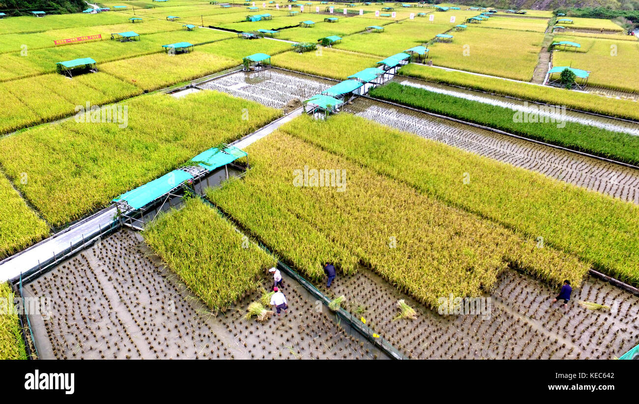 Ratooning hi-res stock photography and images - Alamy