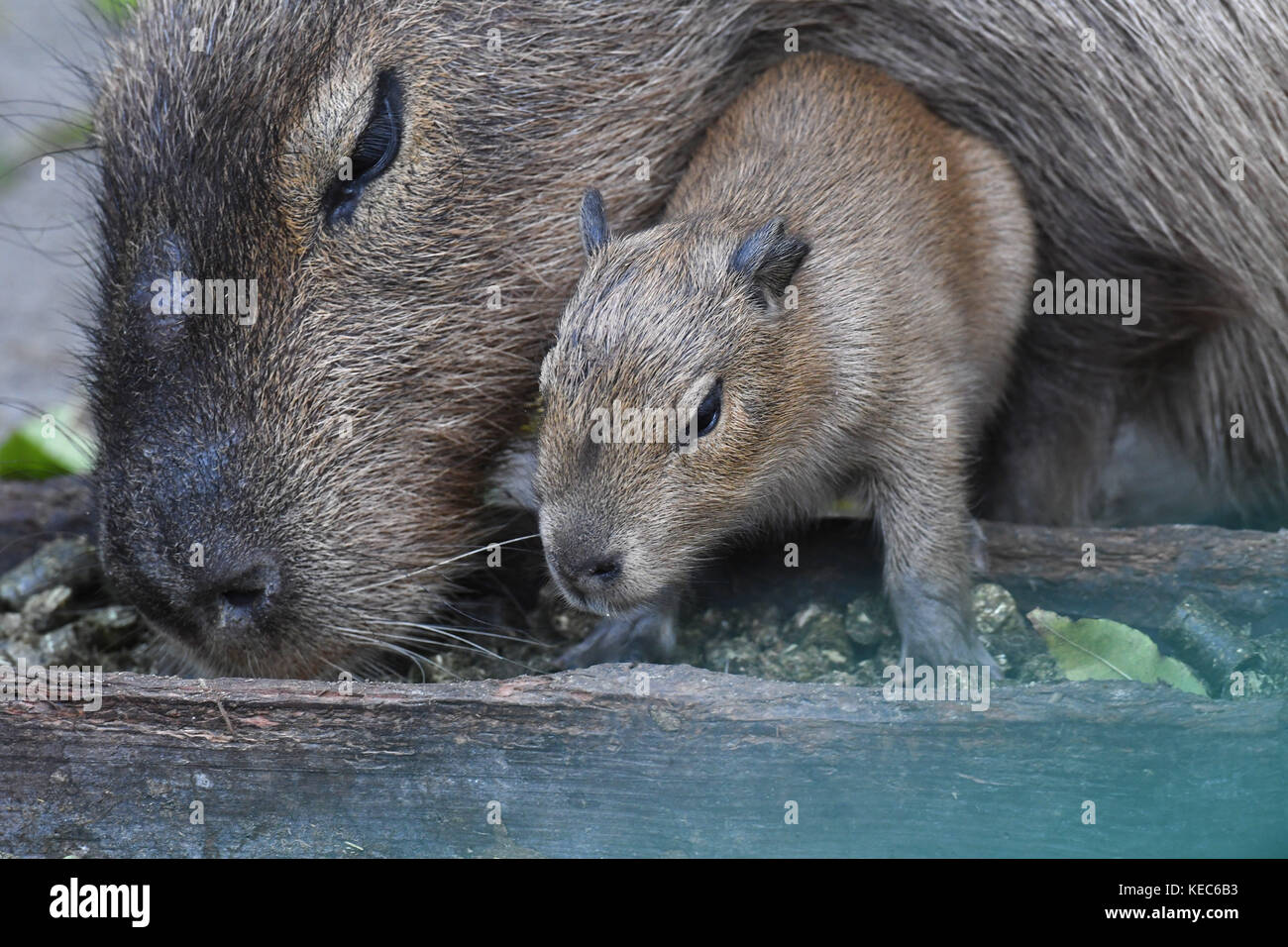 Stralsund, Germany. 19th Oct, 2017. One of three capybara babies ...