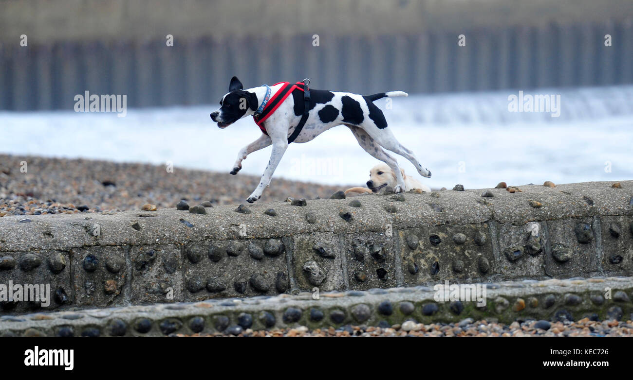 Dog beach strong winds hi-res stock photography and images - Alamy
