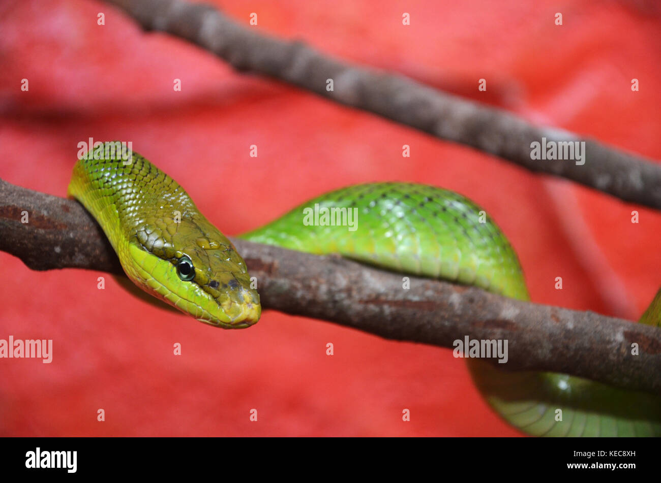 A green snake is moving on the tree branch Stock Photo - Alamy