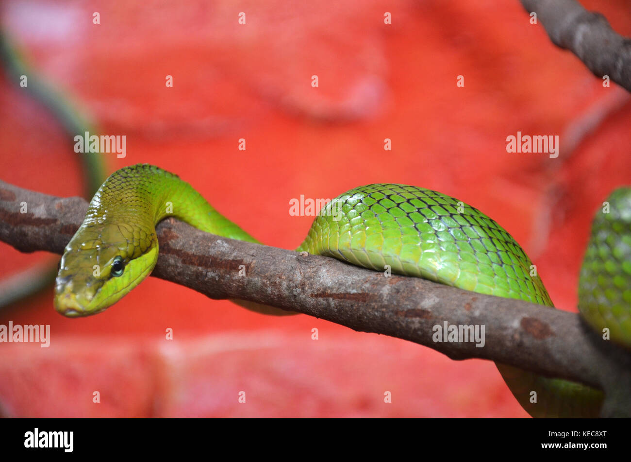 A green snake is moving on the tree branch Stock Photo - Alamy