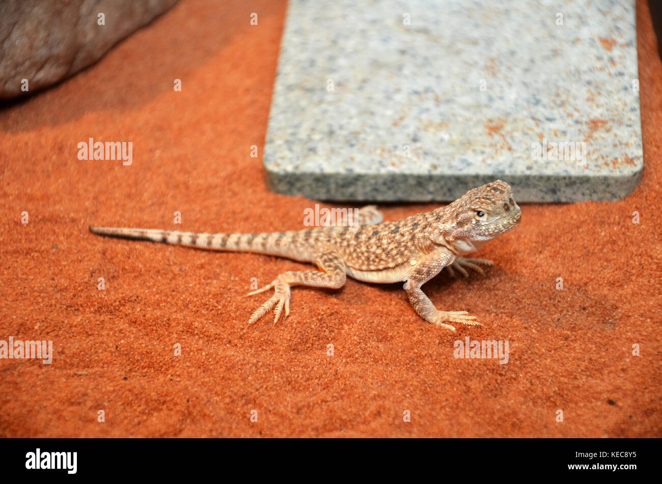 A close up photography of lizard in the desert sand Stock Photo - Alamy