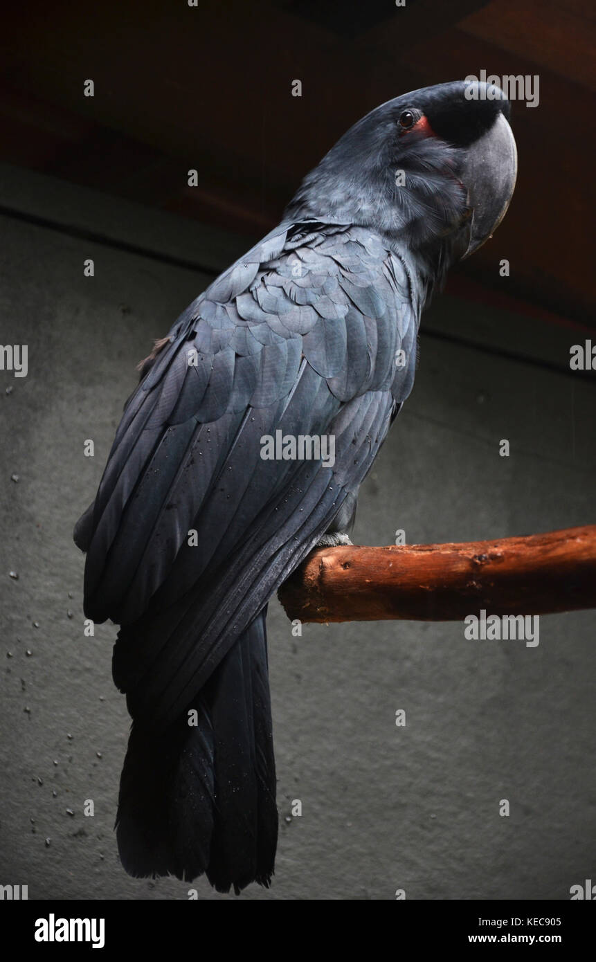 Black Macaw High Resolution Stock Photography and Images - Alamy