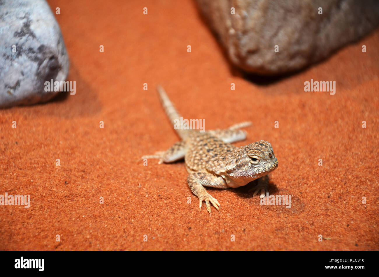 A photography of wild lizard in the desert Stock Photo - Alamy