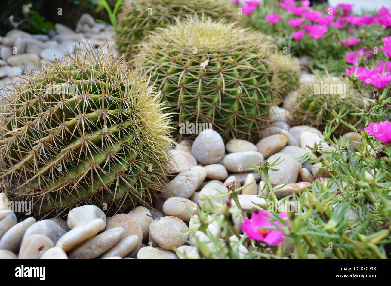 Group of globe shape cactus grow in the rocky environment Stock Photo ...