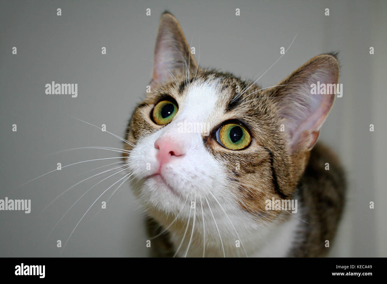 Cat / Domestic cat posing for the camera Stock Photo - Alamy