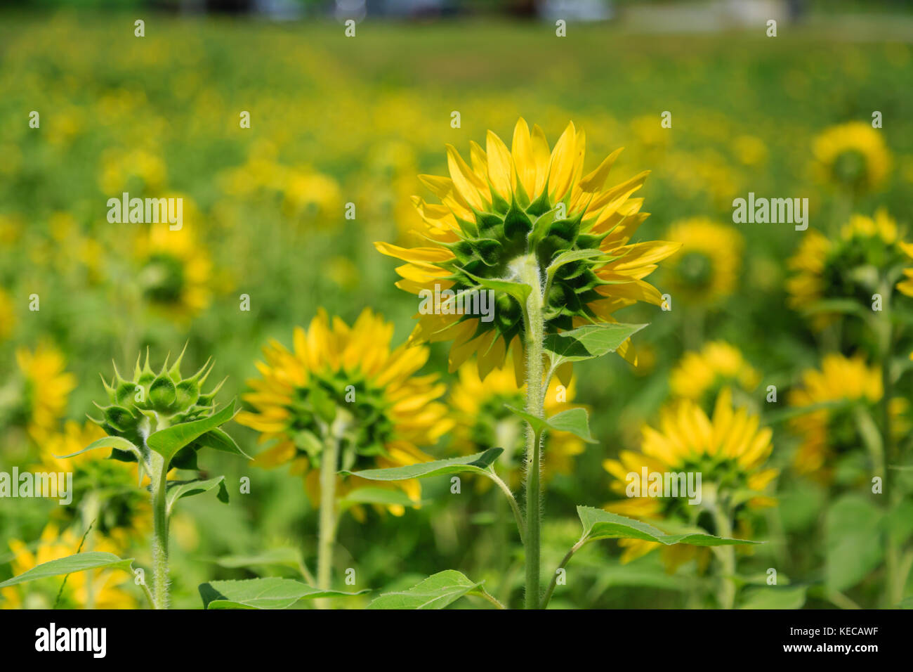 A field of brilliant yellow sunflowers in a sunny, summer field Stock ...
