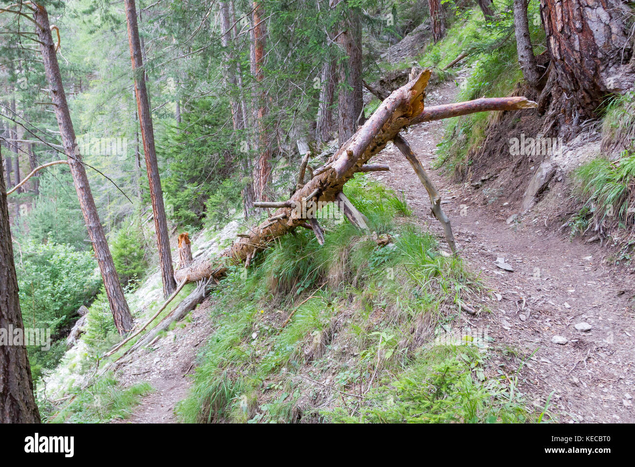 Forest in the Austrian Alps - Steep roads Stock Photo - Alamy
