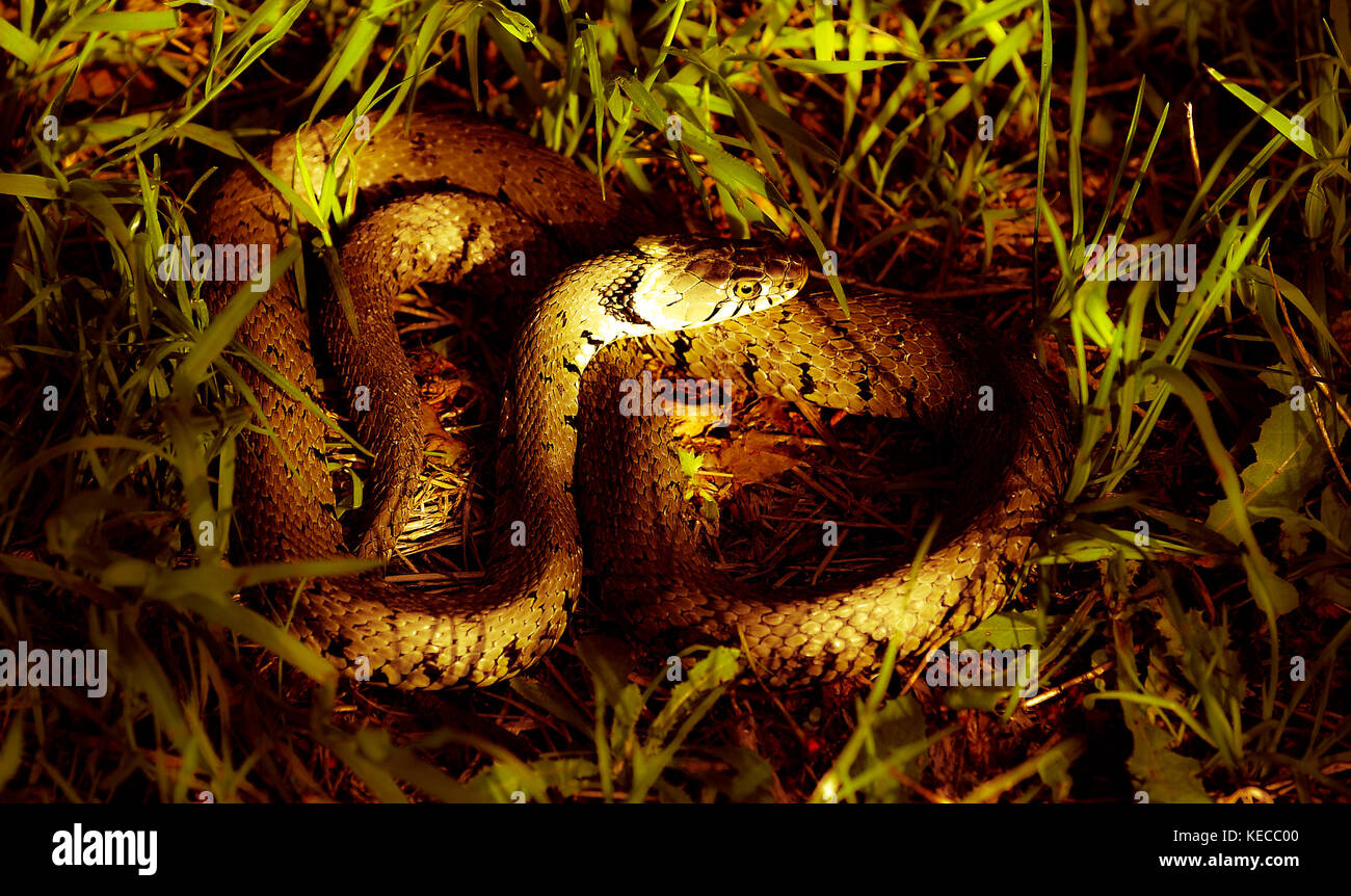 Snake in the grass hi-res stock photography and images - Alamy