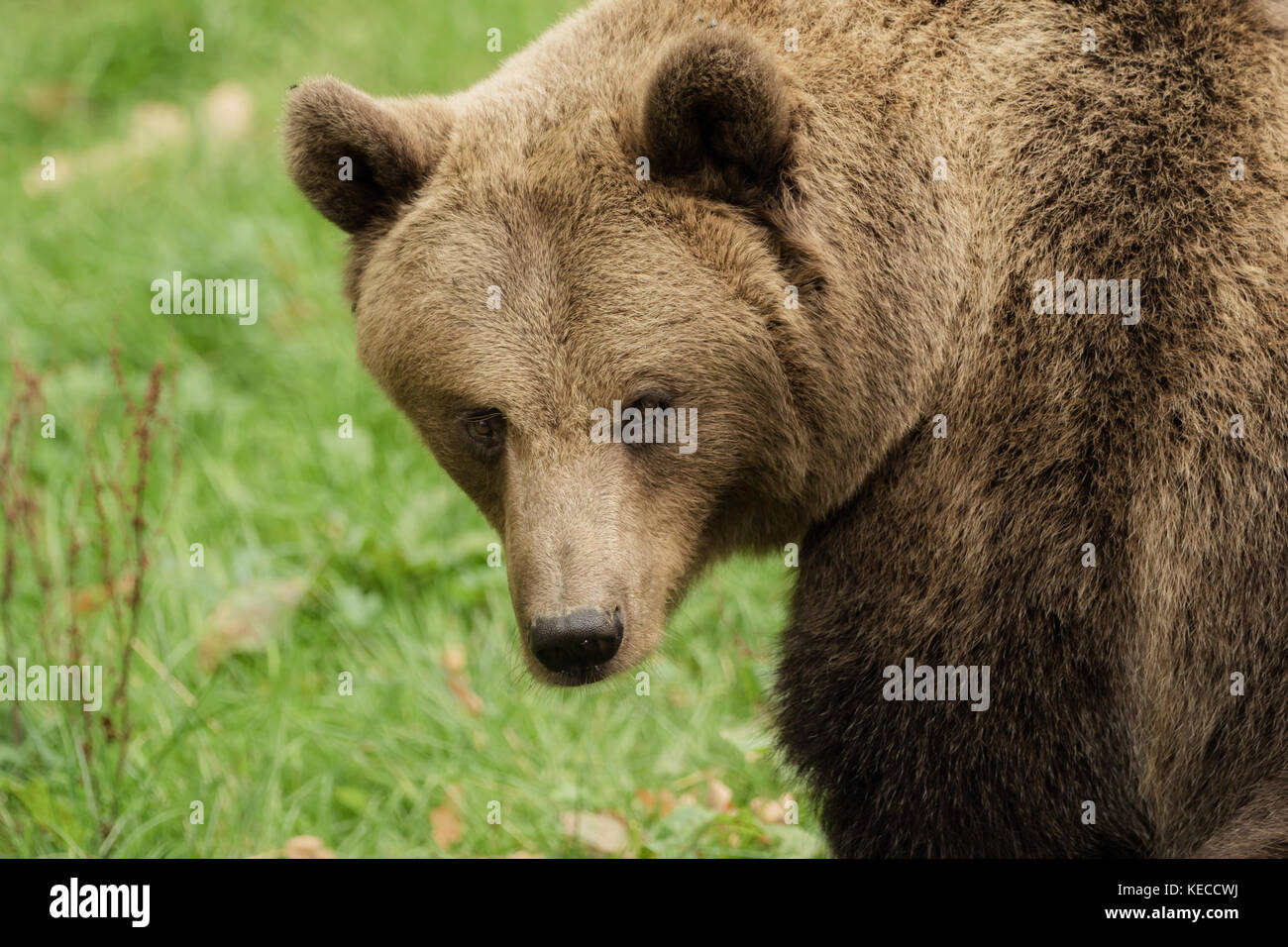 Grizzly Bear Nose High Resolution Stock Photography and Images - Alamy